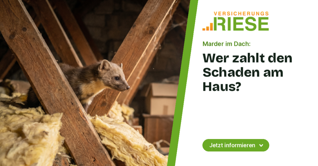 Marder Im Dach Versicherung